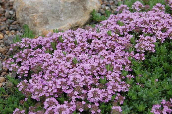 Thymus serpyllum L. – Timijan (majčina dušica) - Rasadnik Novi Sad - Yuflor