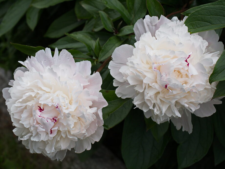 Paeonia officinalis – Božur - Rasadnik Novi Sad - Yuflor