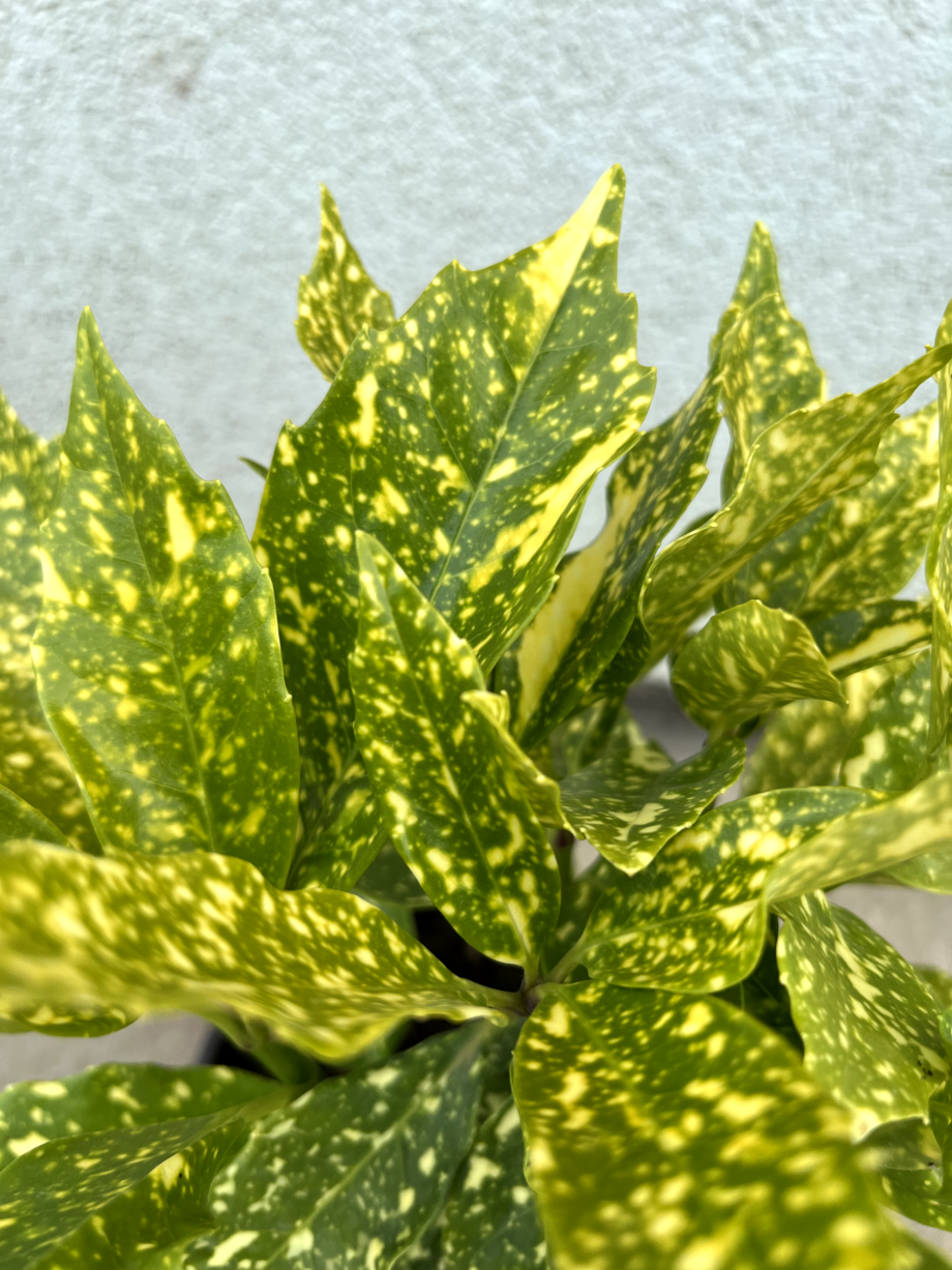 Aucuba japonica „Variegata“- Šarenolisna japanska aukuba - Rasadnik ...