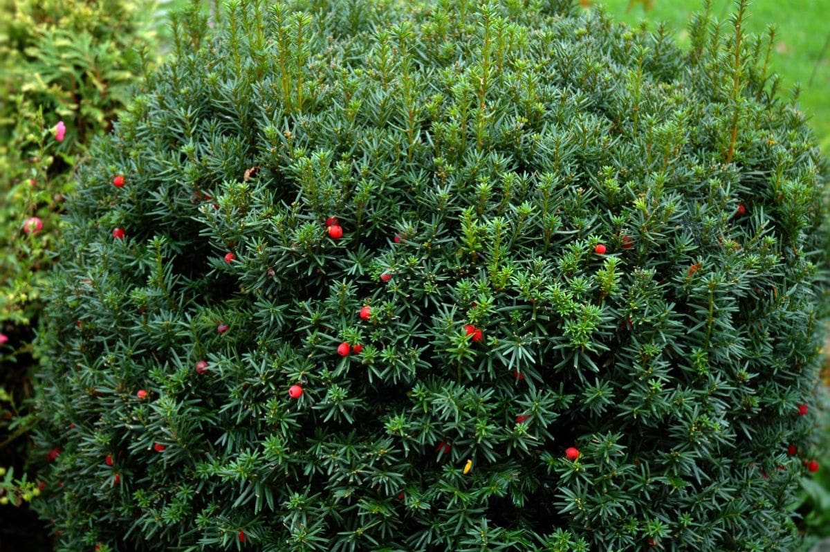 Taxus baccata – Tisa - Rasadnik Novi Sad - Yuflor