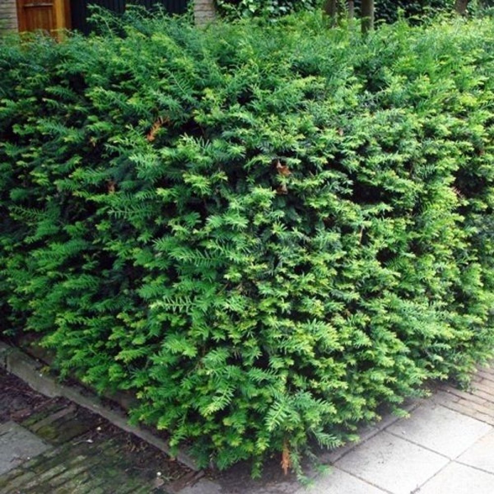 Taxus baccata – Tisa - Rasadnik Novi Sad - Yuflor