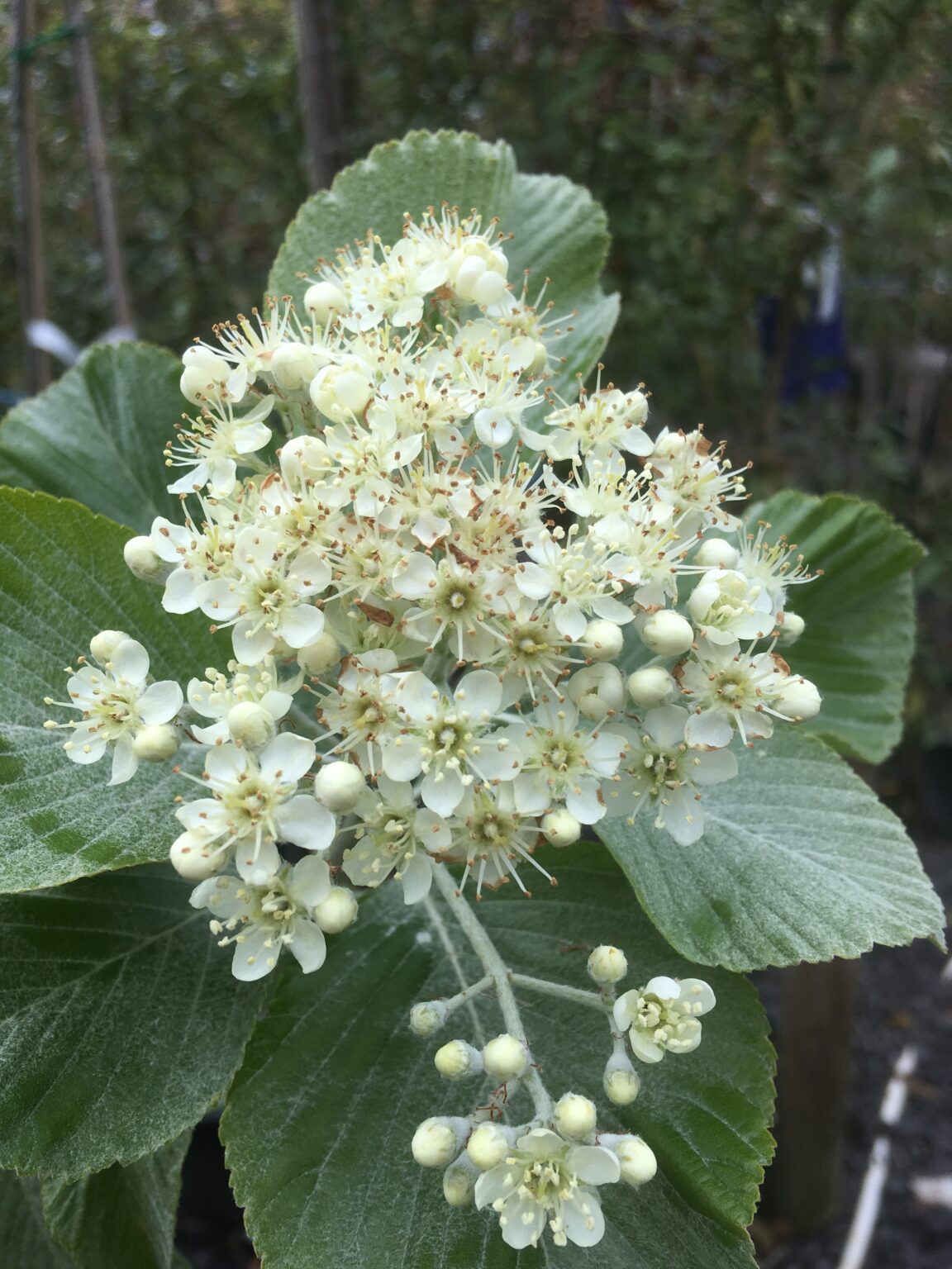 Sorbus aria “Lutescens“ – mukinja “Lutescens“ - Rasadnik Novi Sad - Yuflor