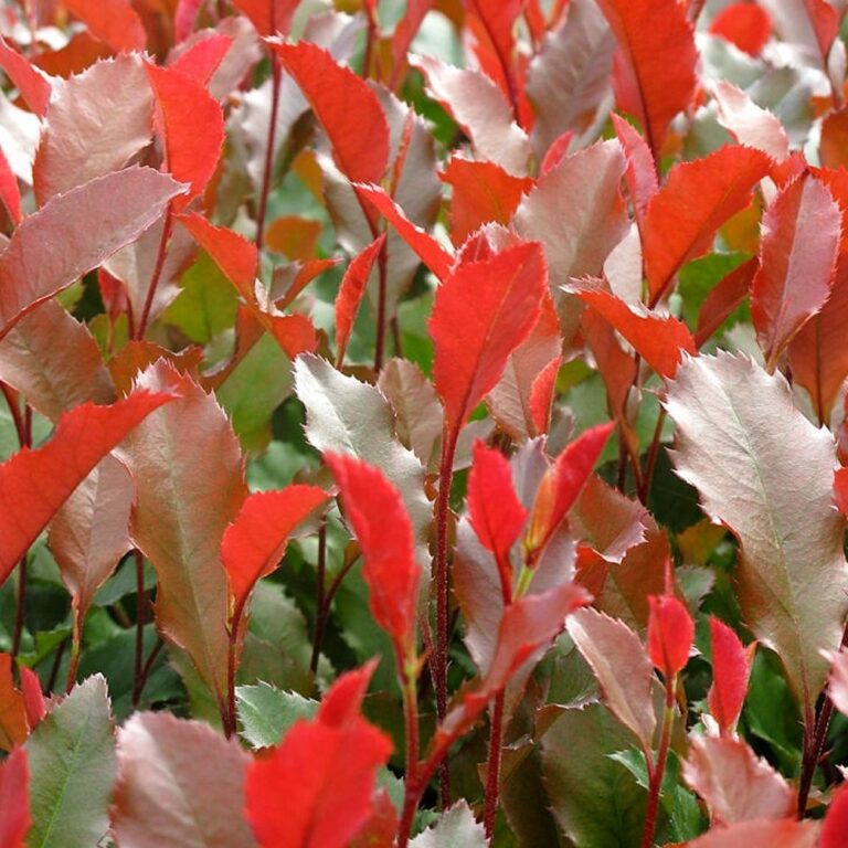 Photinia x fraseri “Corallina“ 2m - Rasadnik Novi Sad - Yuflor