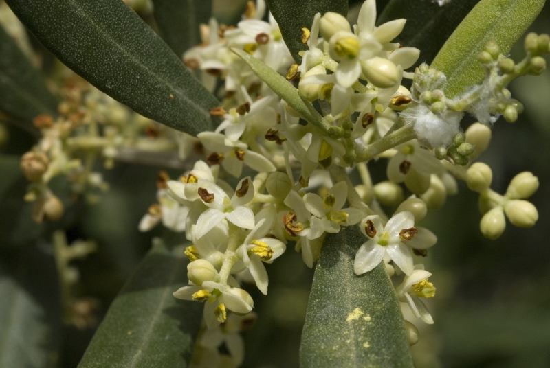 Olea europaea – maslina - Rasadnik Novi Sad - Yuflor