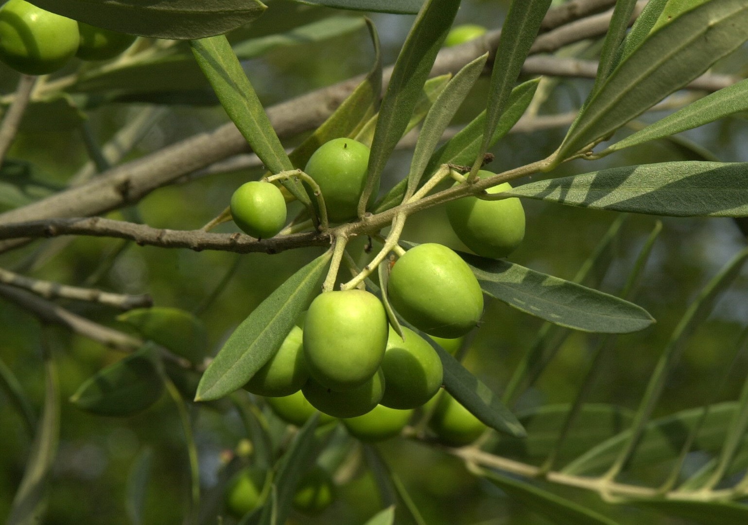 Olea europaea – maslina - Rasadnik Novi Sad - Yuflor