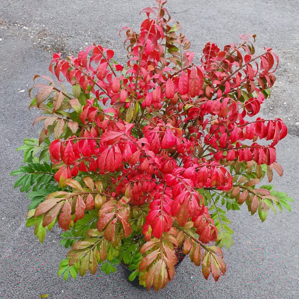 Euonymus alatus – plameni žbun - Rasadnik Novi Sad - Yuflor