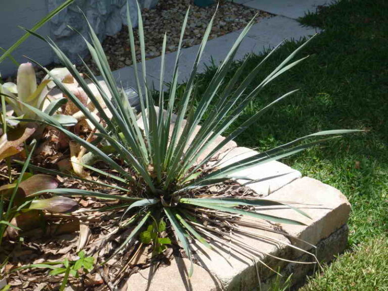 Yucca filamentosa – Končasta juka - Rasadnik Novi Sad - Yuflor