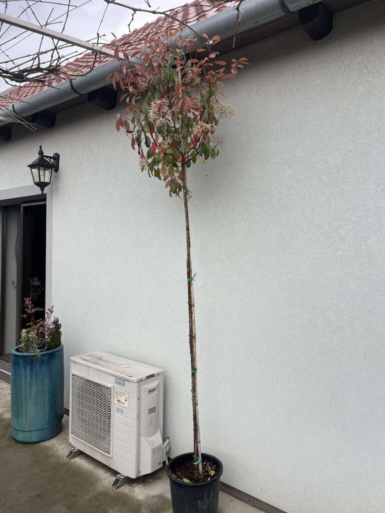 Photinia x fraseri “ Red Robin“ – Fotinija „Red Robin“ na štapu visoki ...