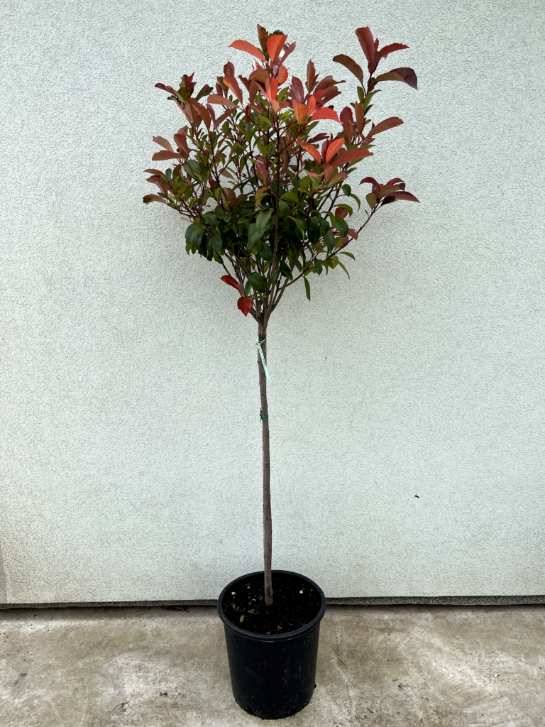 Photinia x fraseri “ Red Robin“ – Fotinija „Red Robin“ na štapu 150 cm ...