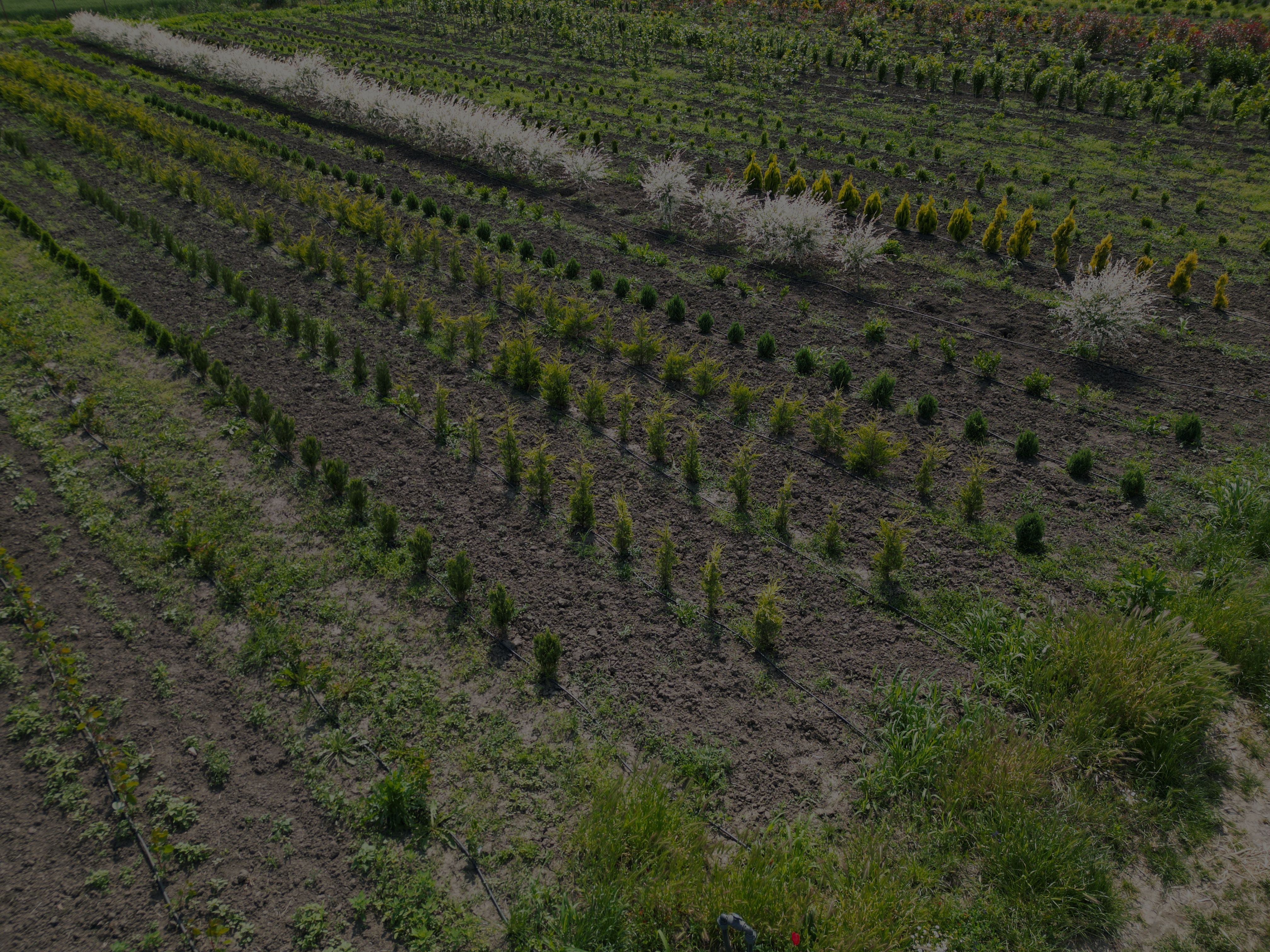 Quercus rubra – drvo koje boji jesen u crveno - Rasadnik Novi Sad - Yuflor