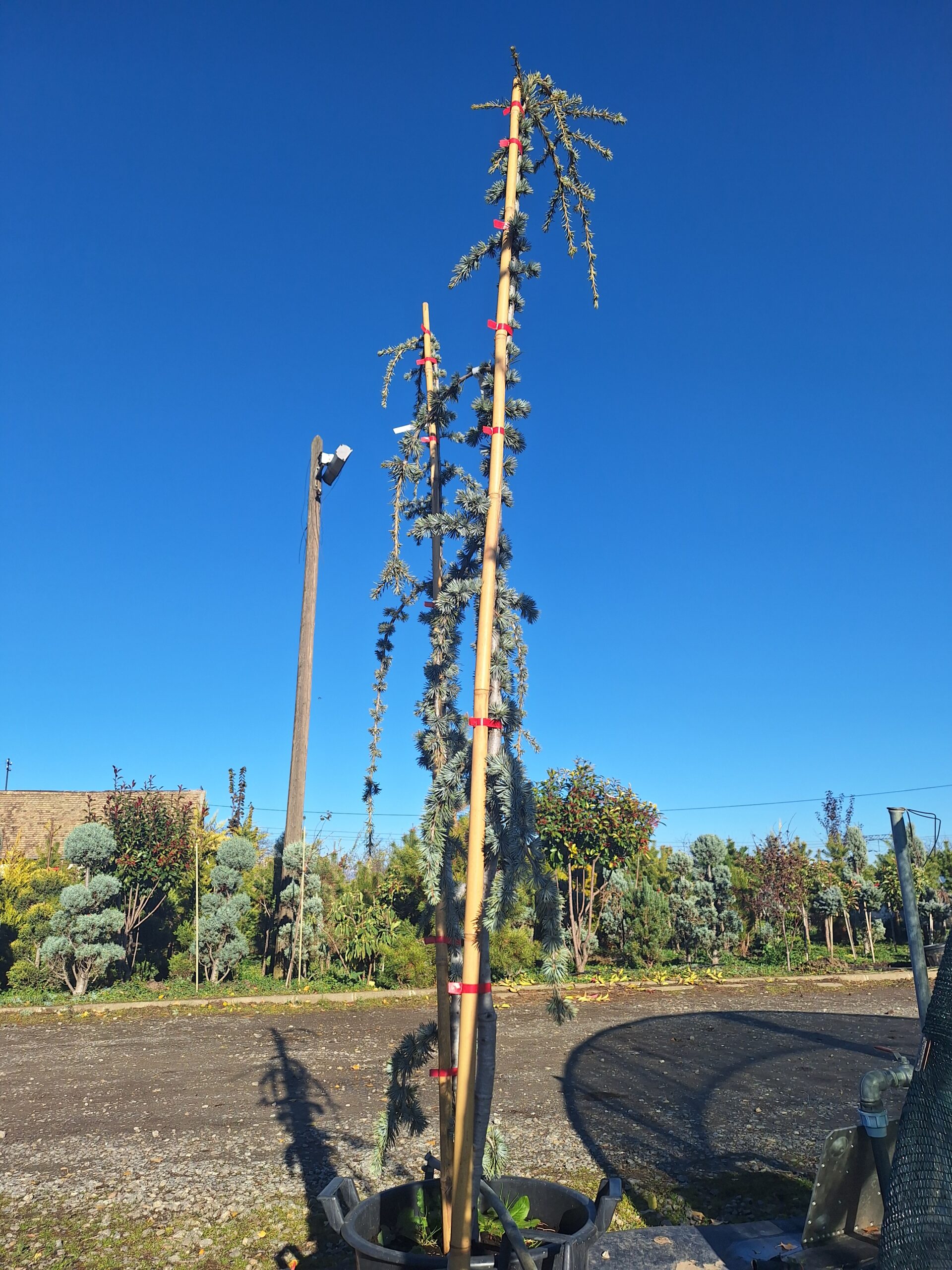Cedrus atlantica “Glauca Pendula“ – Atlaski kedar - Rasadnik Novi Sad ...