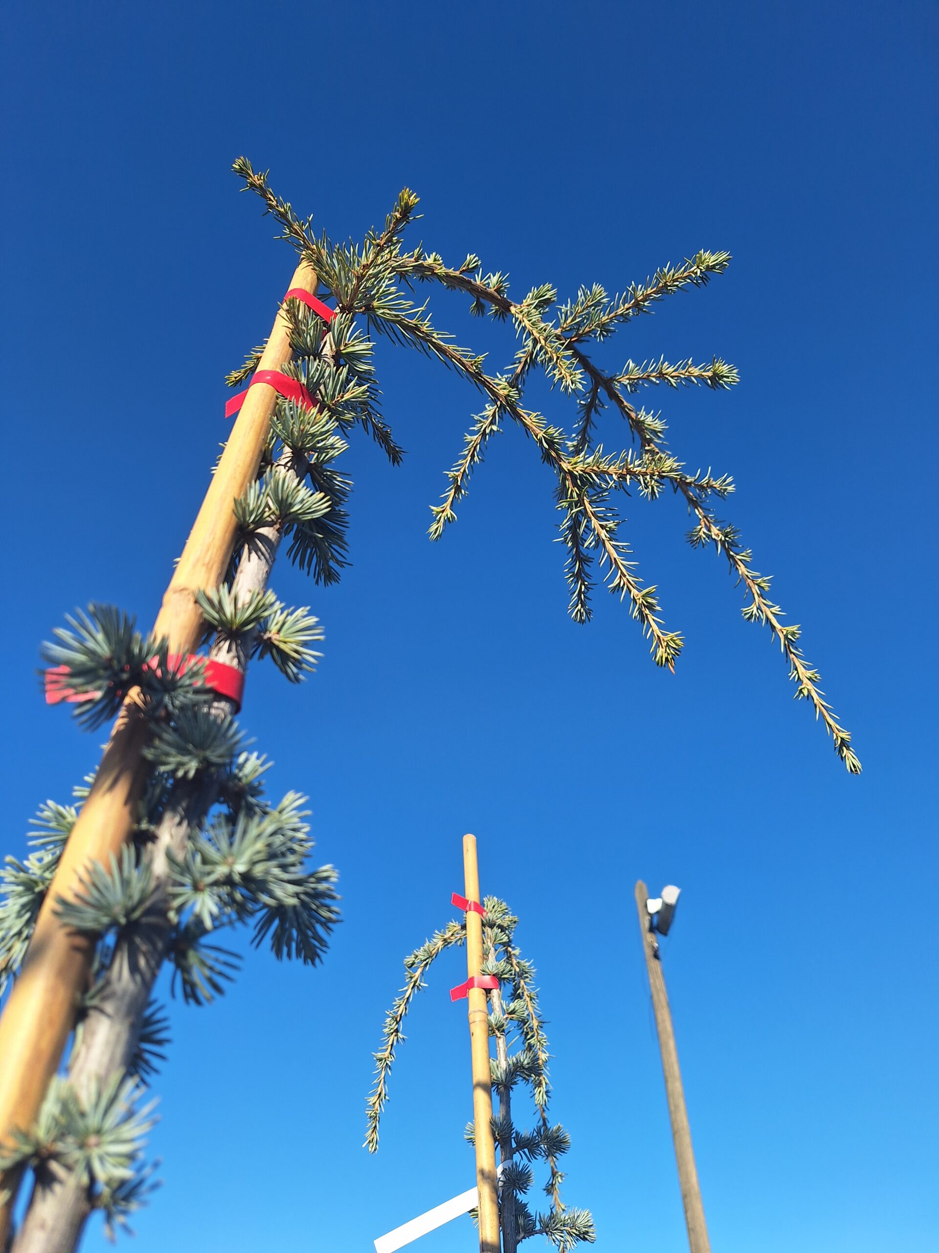 Cedrus atlantica “Glauca Pendula“ – Atlaski kedar - Rasadnik Novi Sad ...