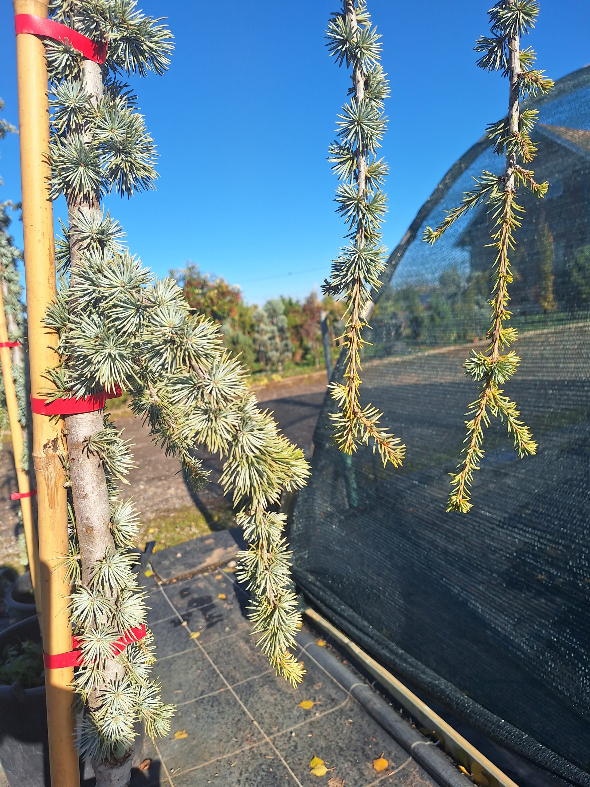 Cedrus atlantica “Glauca Pendula“ – Atlaski kedar - Rasadnik Novi Sad ...