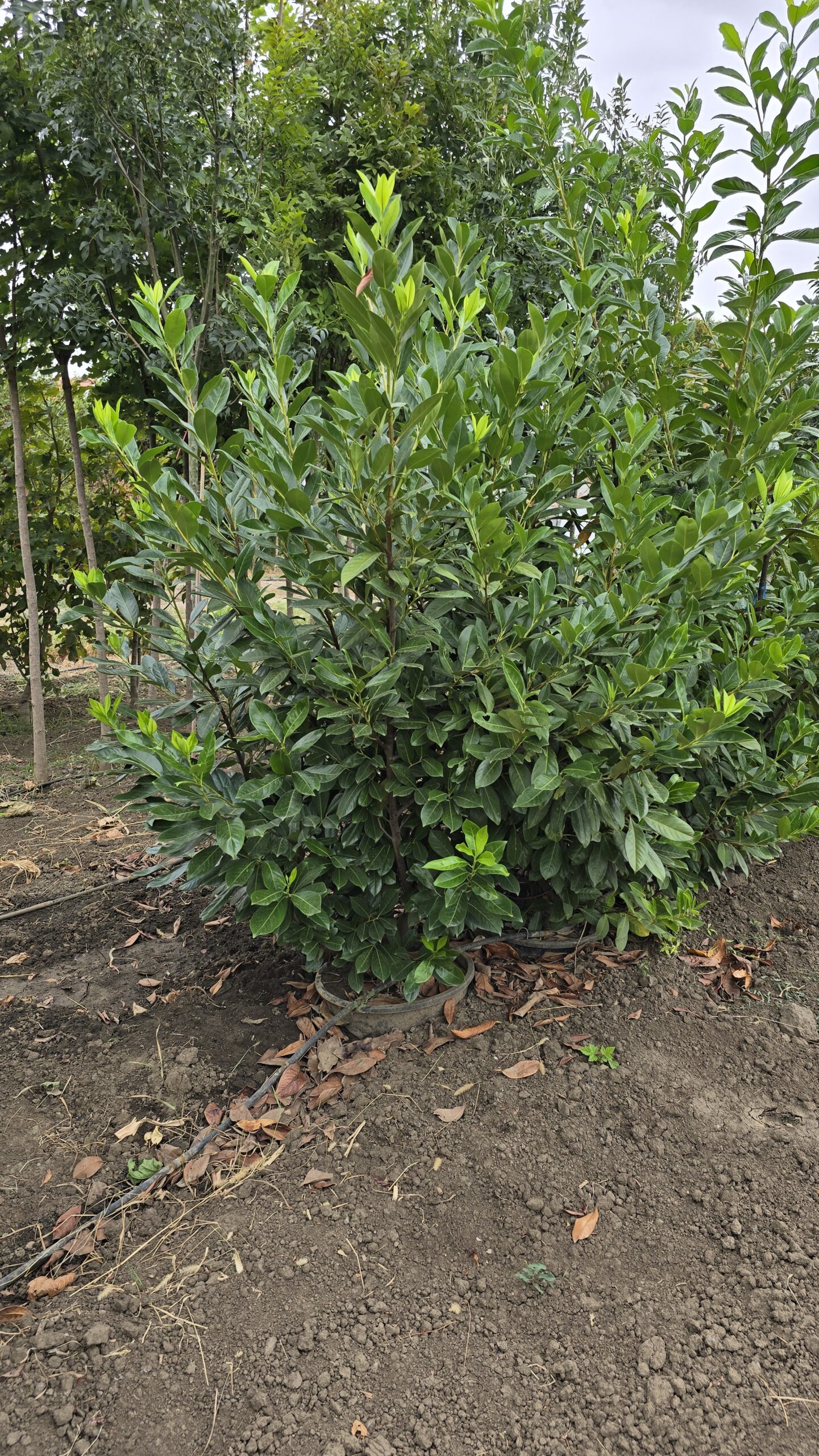 Prunus laurocerasus L. – Lovorvišnja 1,8 – 2m - Rasadnik Novi Sad - Yuflor