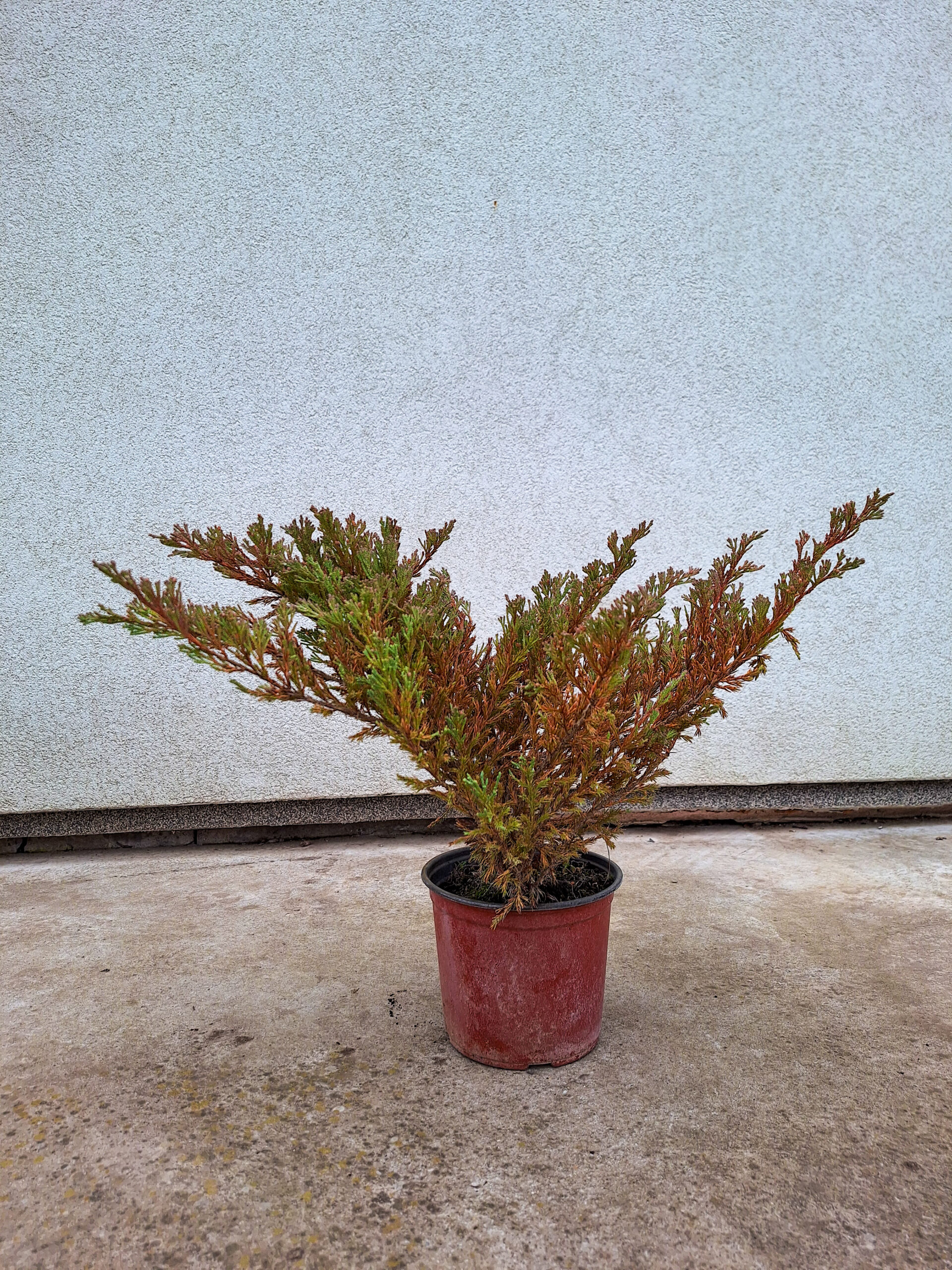 Juniperus horizontalis “Andorra Compacta“ – polegla kleka “Andorra ...