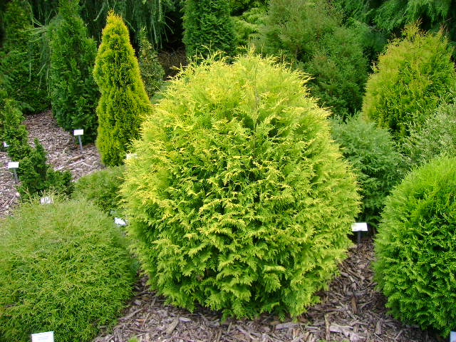 Thuja occidentalis „Globosa Aurea“ – Tuja „Globosa Aurea“ - Rasadnik Novi Sad - Yuflor