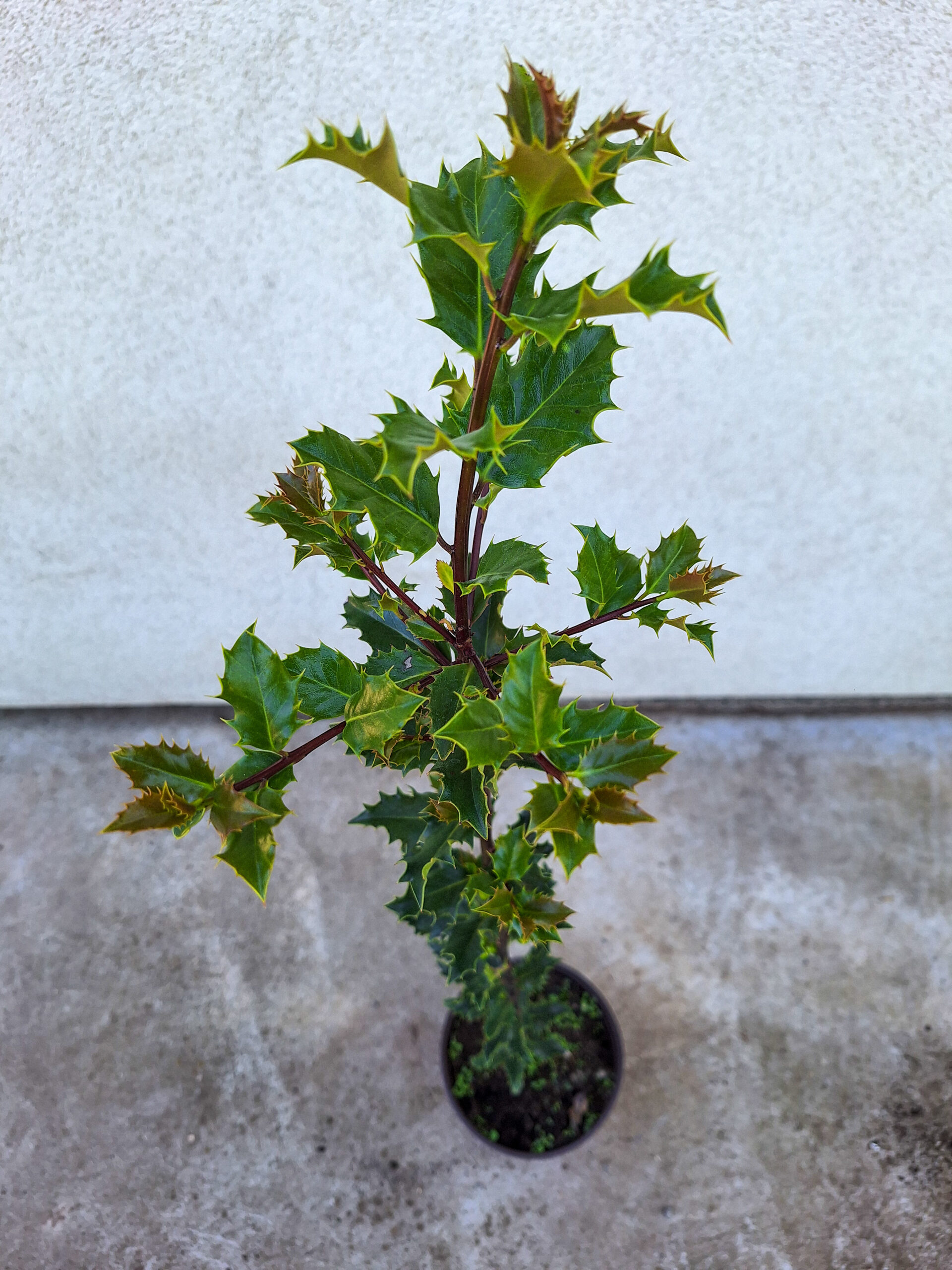Ilex crenata “Fastigiata“- Japanska vretenasta božikovina - Rasadnik ...