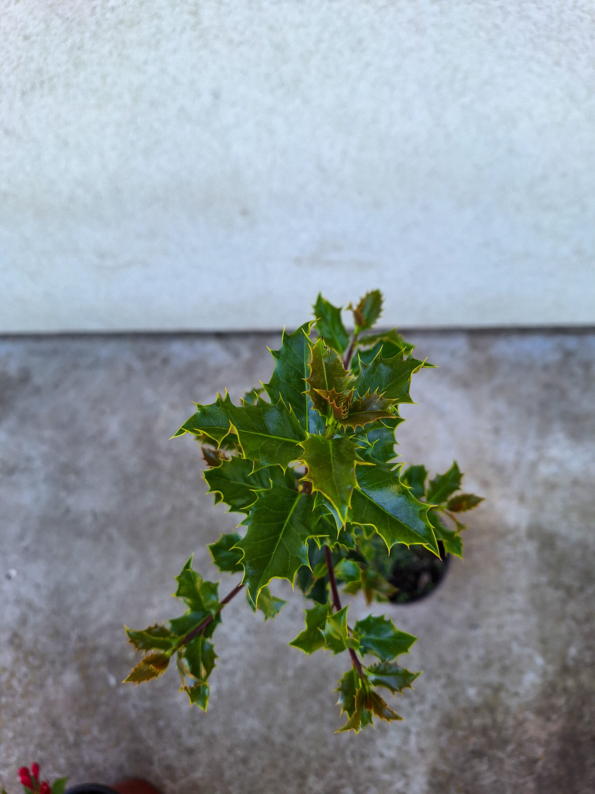 Ilex crenata “Fastigiata“- Japanska vretenasta božikovina - Rasadnik ...