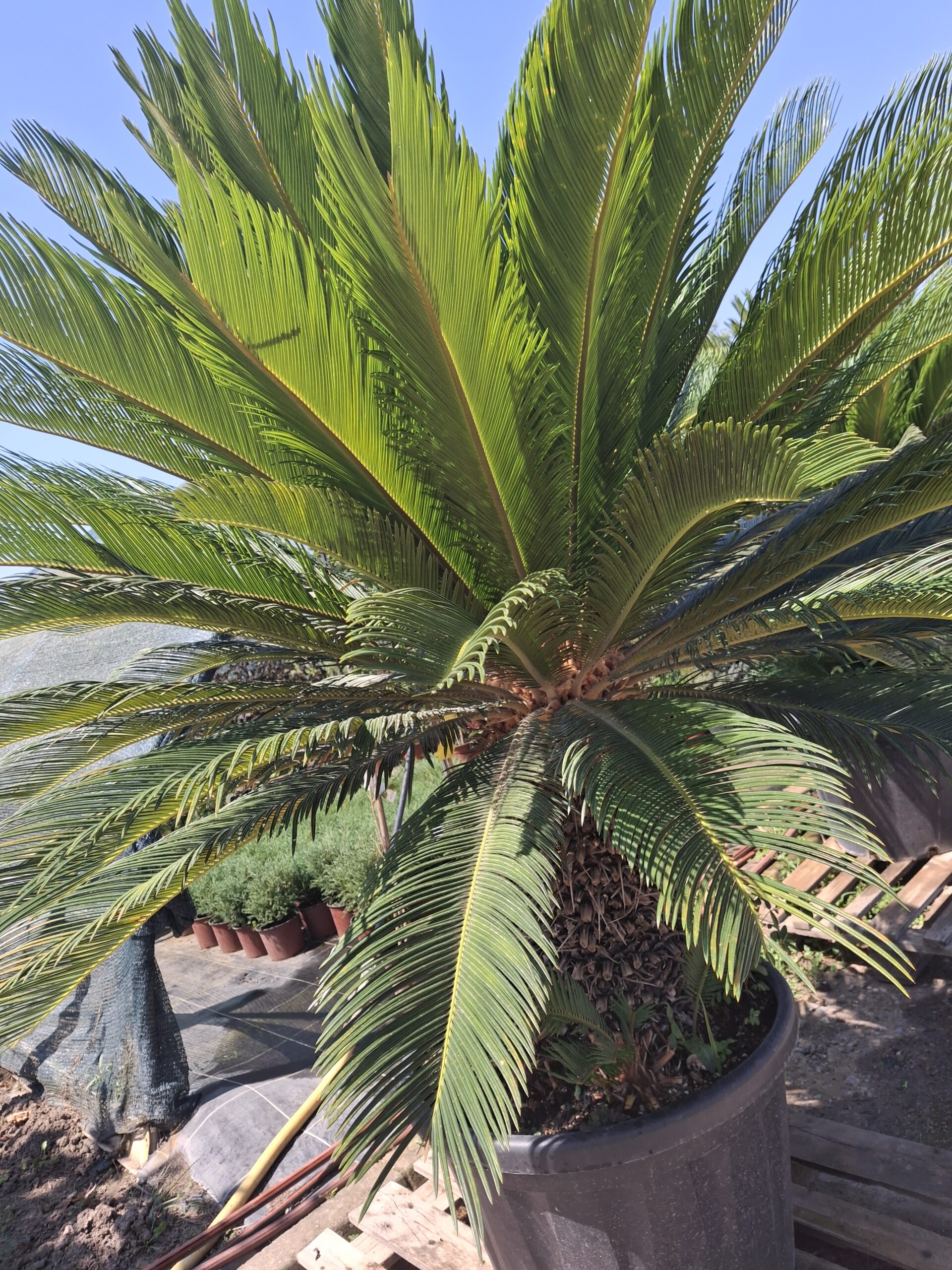 Cycas revoluta – cikas (sago) palma - Rasadnik Novi Sad - Yuflor