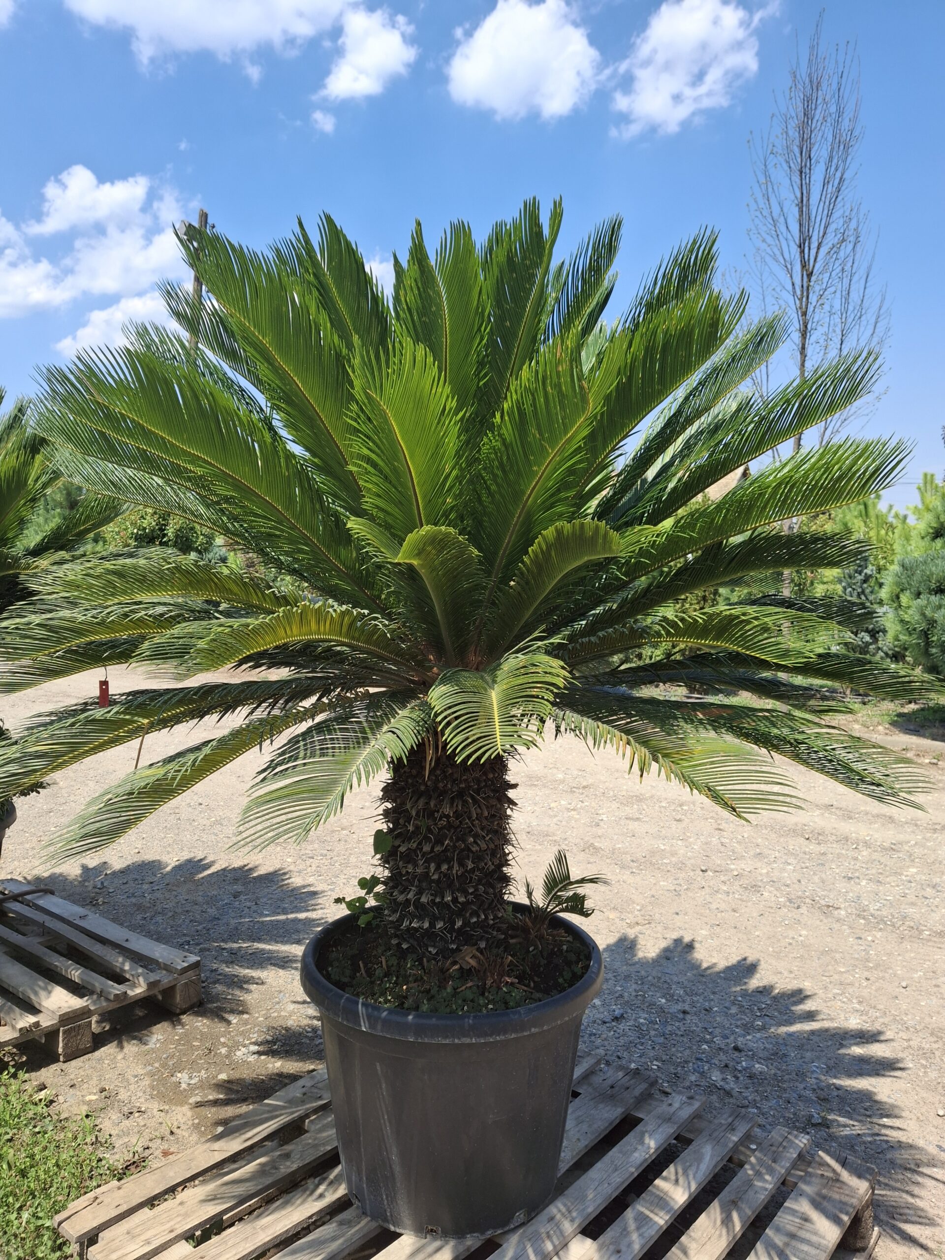Cycas revoluta – cikas (sago) palma - Rasadnik Novi Sad - Yuflor