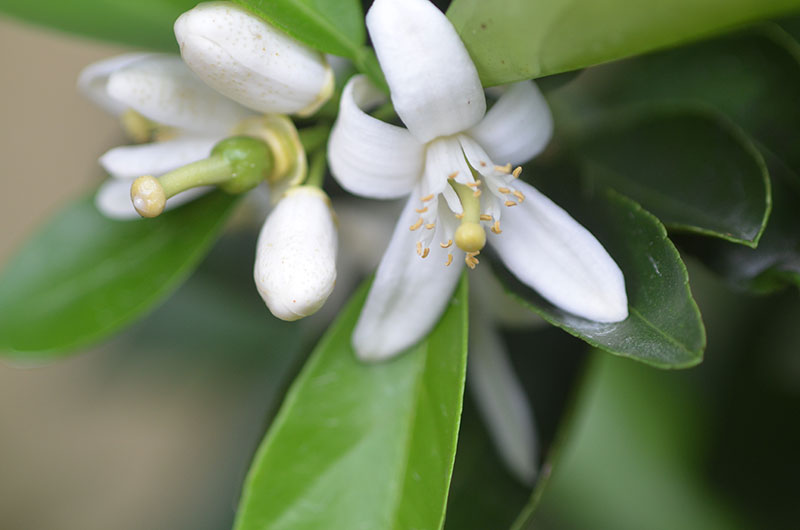 Citrus x limon – limun - Rasadnik Novi Sad - Yuflor