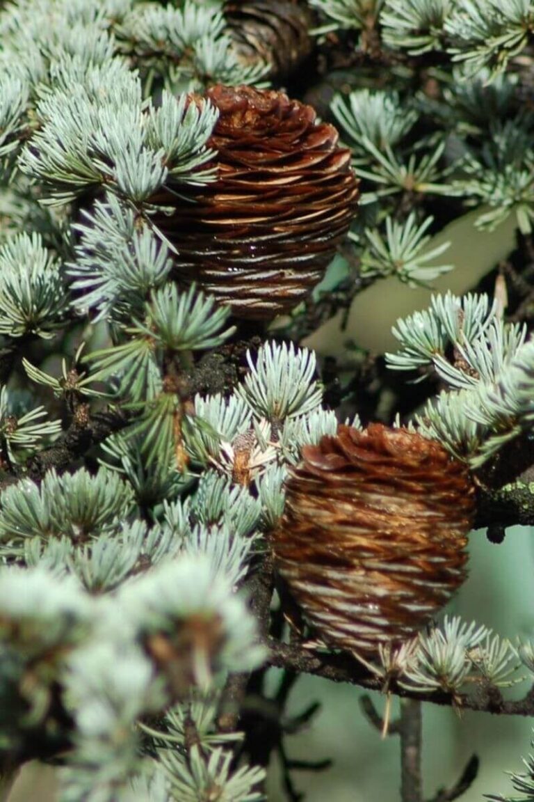 Himalajski kedar – zeleni gigant koji čuva tajne planina - Rasadnik ...
